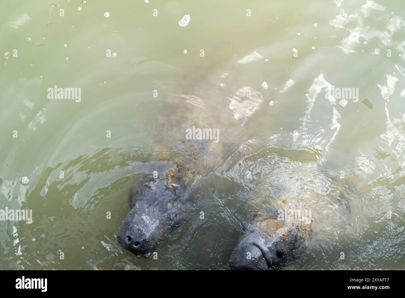 Florida manatee sea grass hi-res stock photography and images - Alamy