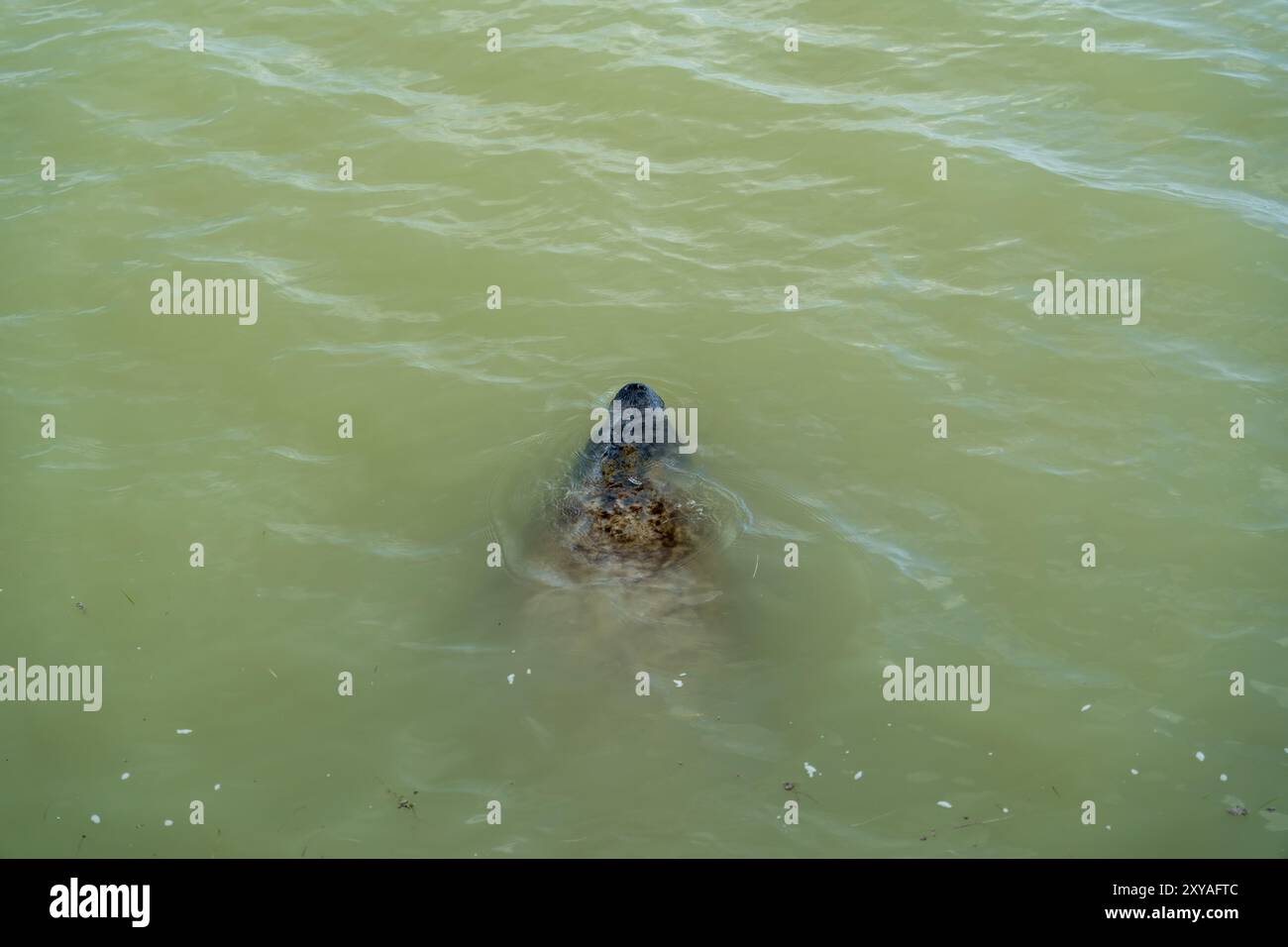 Everglades national park manatee hi-res stock photography and images ...