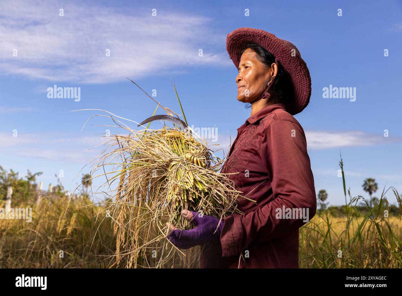 A rice farmer from Kampong Chhnang Province, Cambodia harvesting rice ...