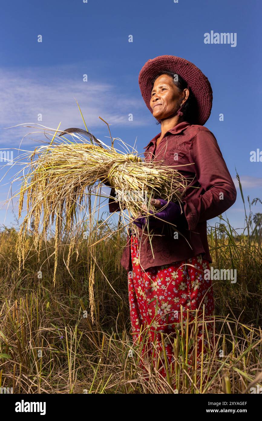 A rice farmer from Kampong Chhnang Province, Cambodia harvesting rice ...