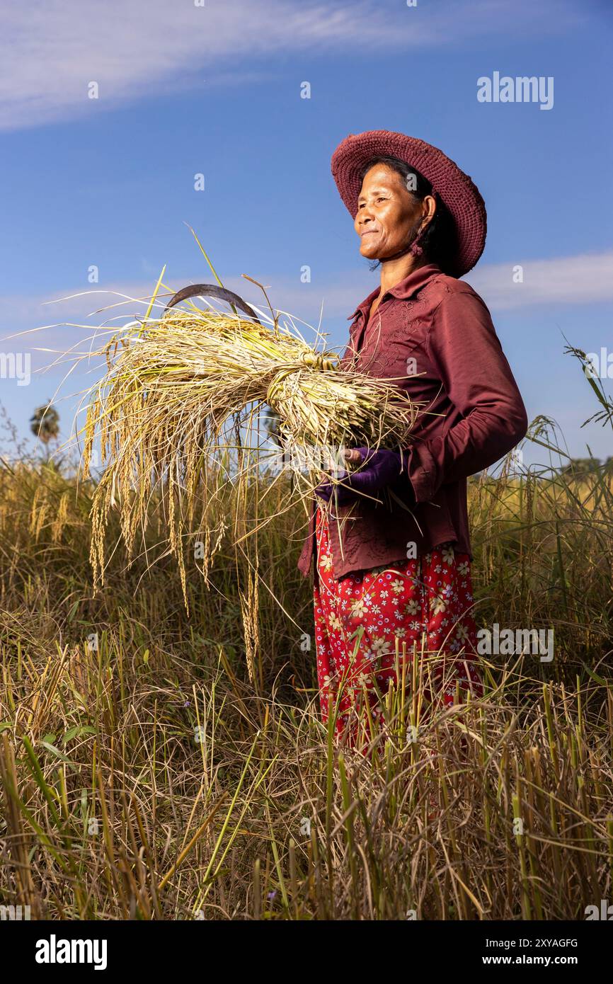 A rice farmer from Kampong Chhnang Province, Cambodia harvesting rice ...