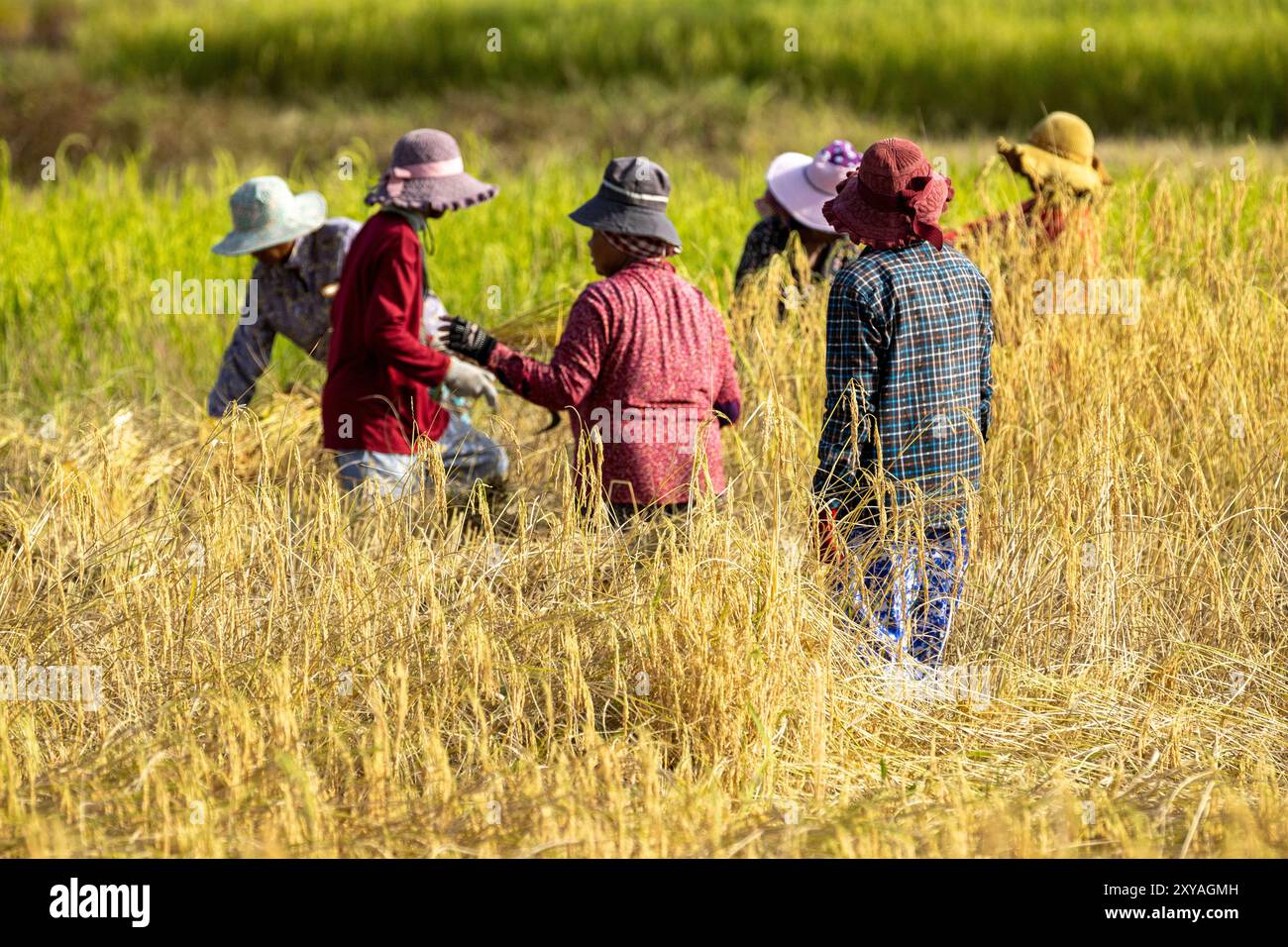 Rice farmers from Kampong Chhnang Province, Cambodia harvesting rice at ...