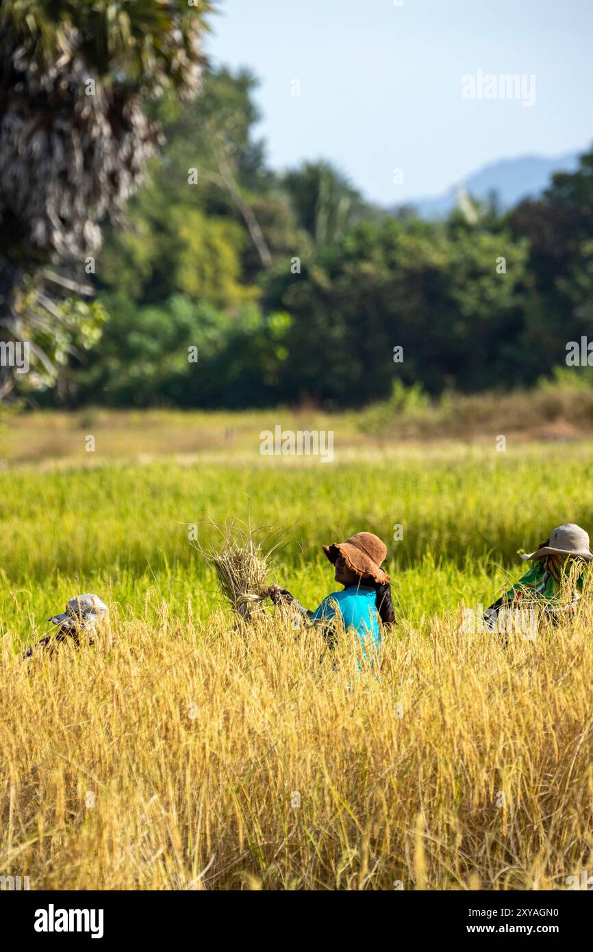 Rice farmers from Kampong Chhnang Province, Cambodia harvesting rice at ...