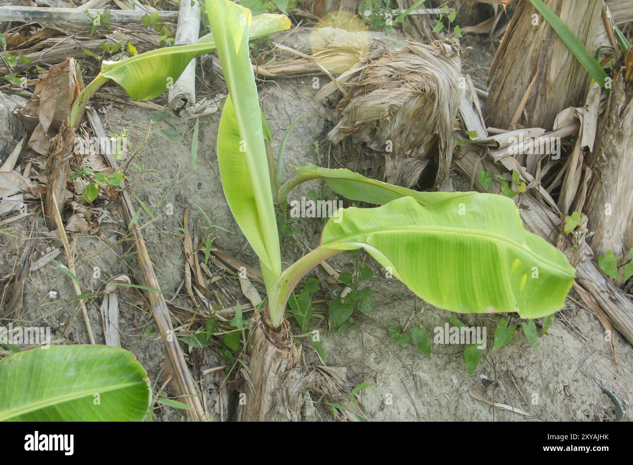 Banana tree saplings or shoots from banana plants that live around the ...