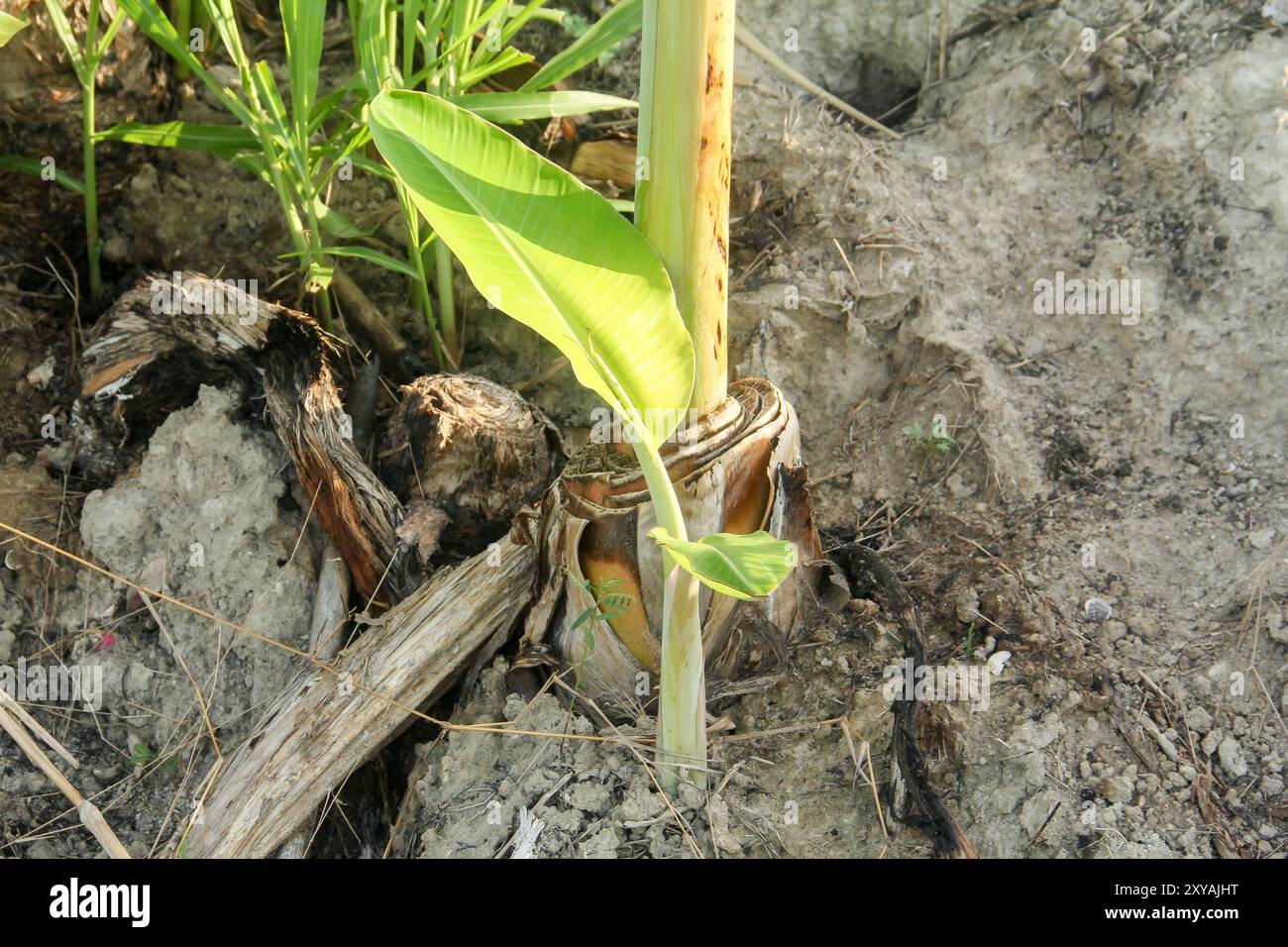 Banana tree saplings or shoots from banana plants that live around the ...
