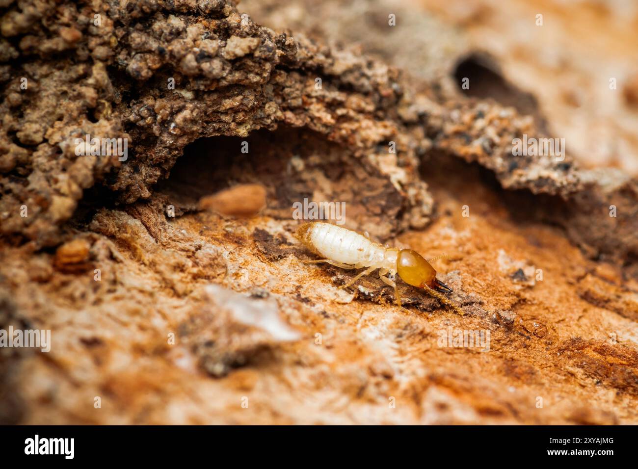 Close up a Termites walking on tree bark, Selective focus of the small ...
