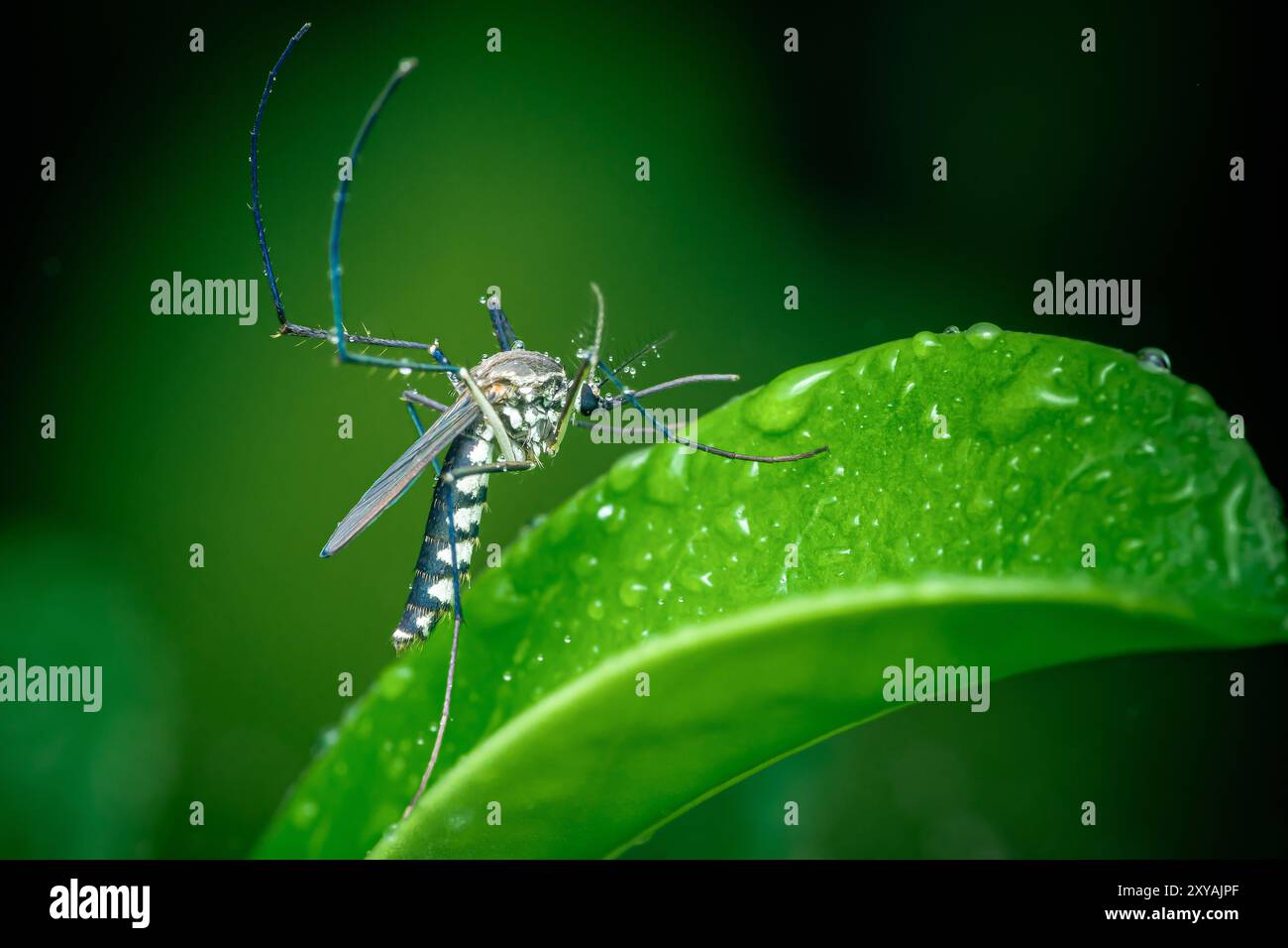 Water for insects hi-res stock photography and images - Alamy