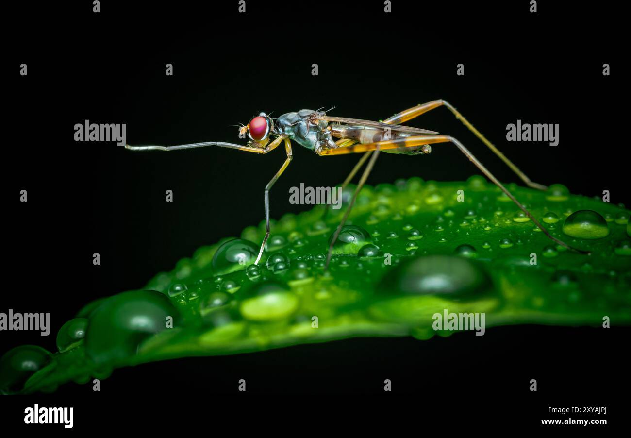 Long legged fly in nature hi-res stock photography and images - Alamy