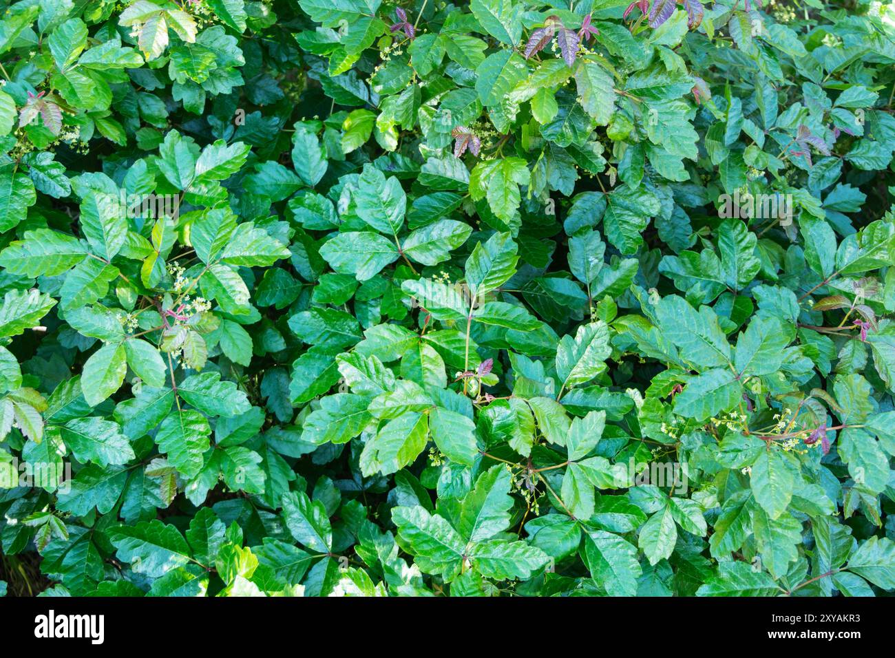 Large poison oak bush with fresh spring growth and little flowering ...