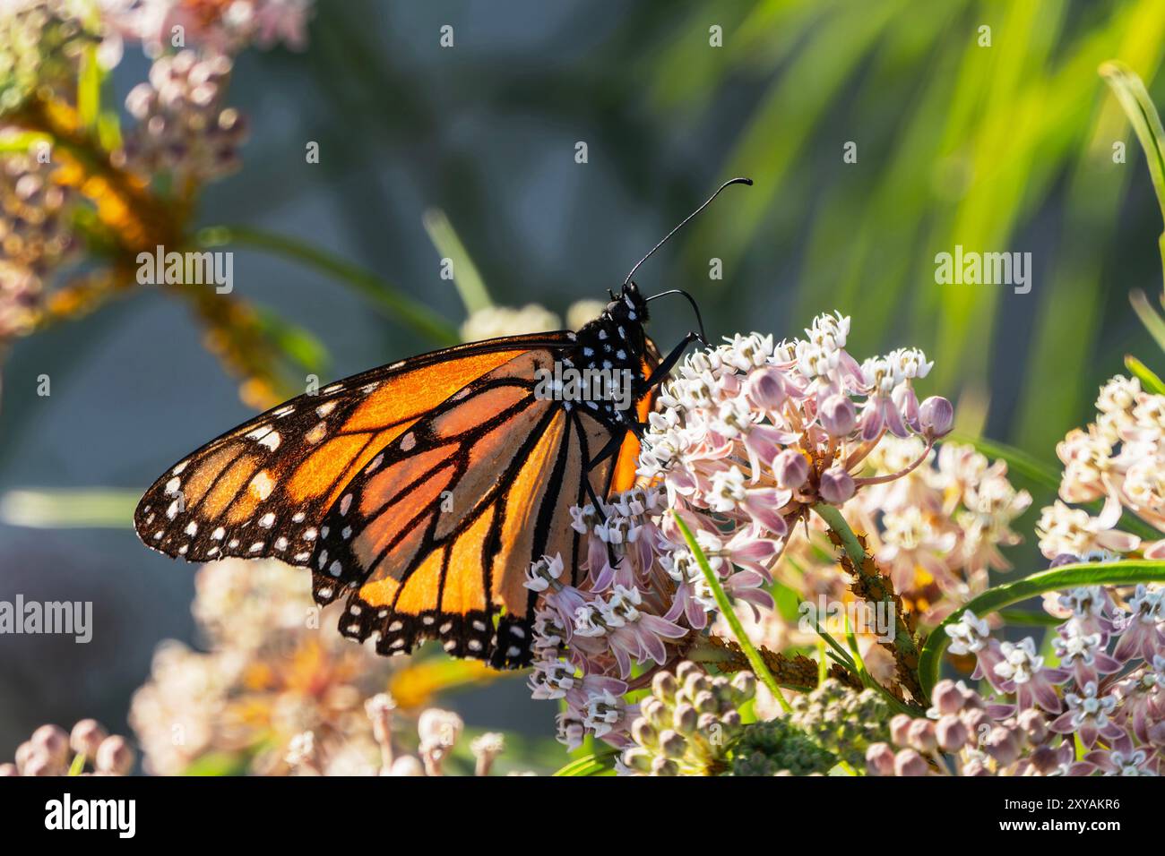 Monarch Butterfly feeding on Milk Weed flowers in Southern California ...