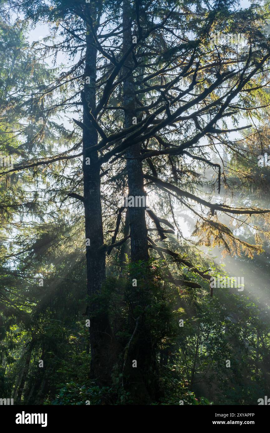 Sunlight rays shine through haze, trees along Oregon coast, USA Stock ...