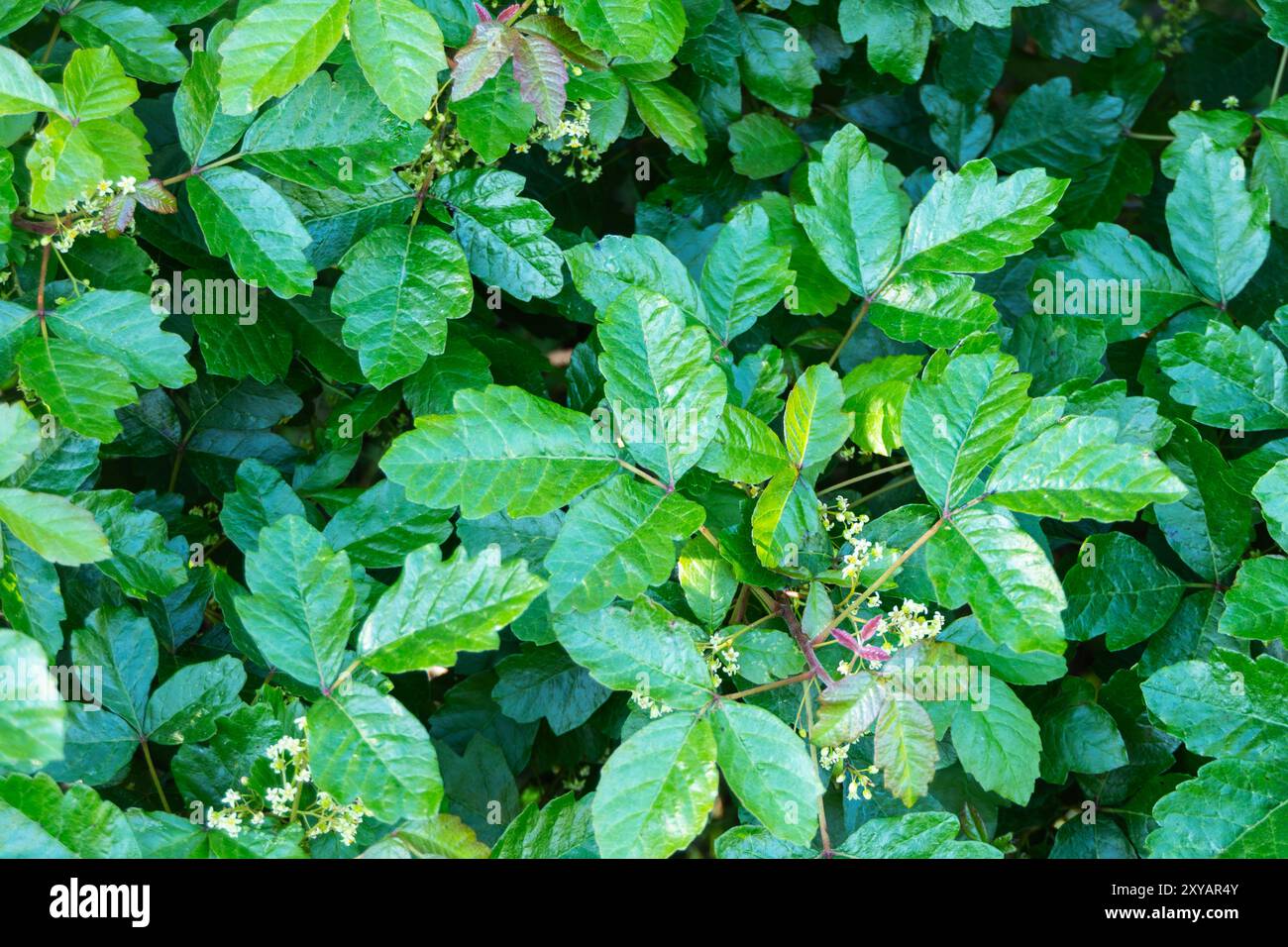 Poison Oak bush with fresh spring growth and little flowering blooms at ...