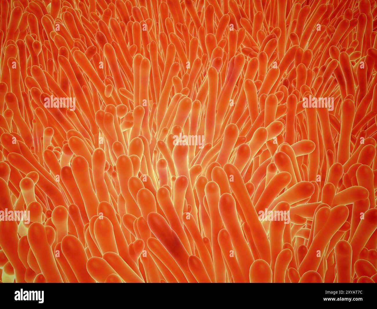 Small bowel villi hi-res stock photography and images - Alamy