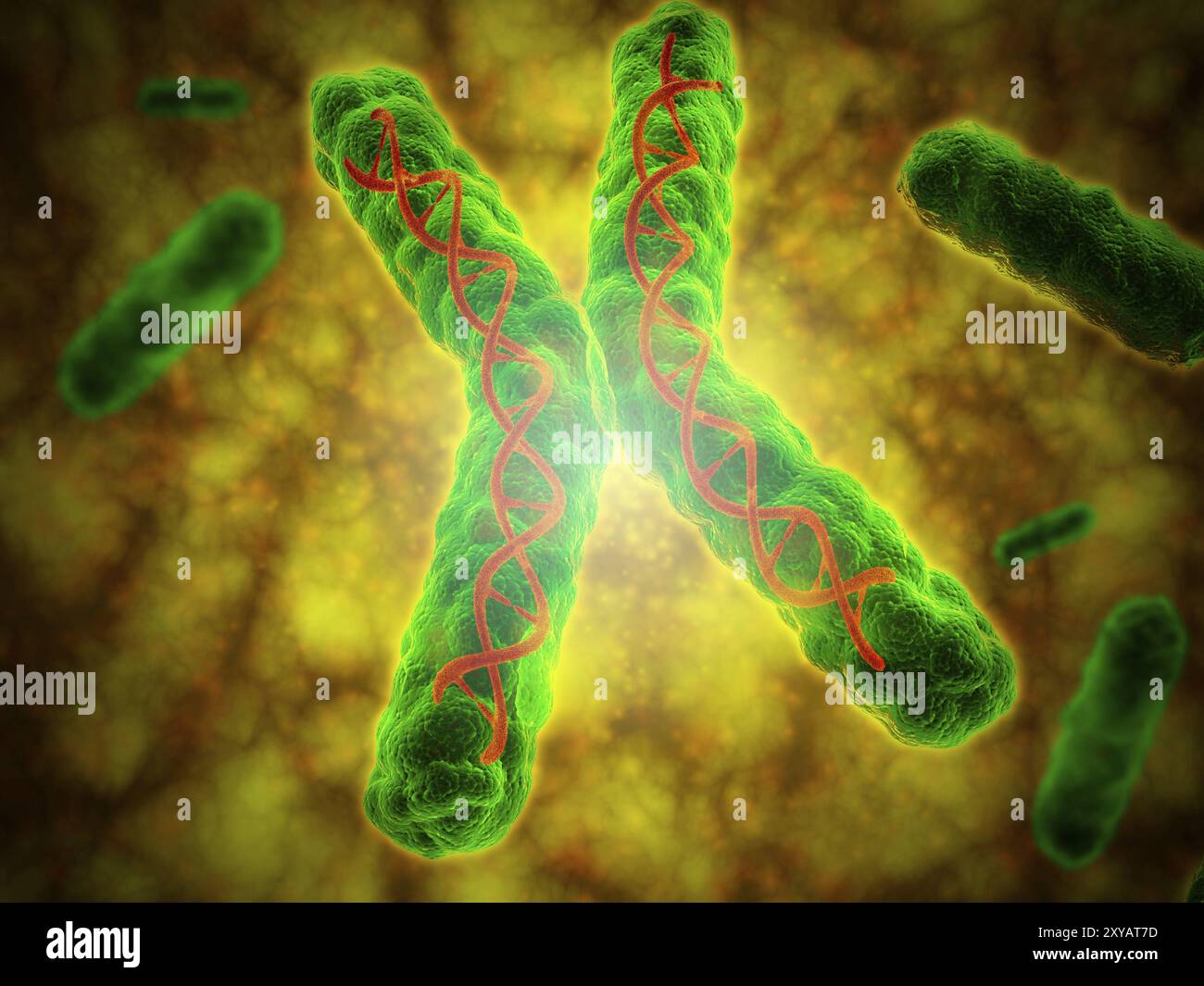 Conceptual image of a telomere. A telomere is a region of the DNA ...