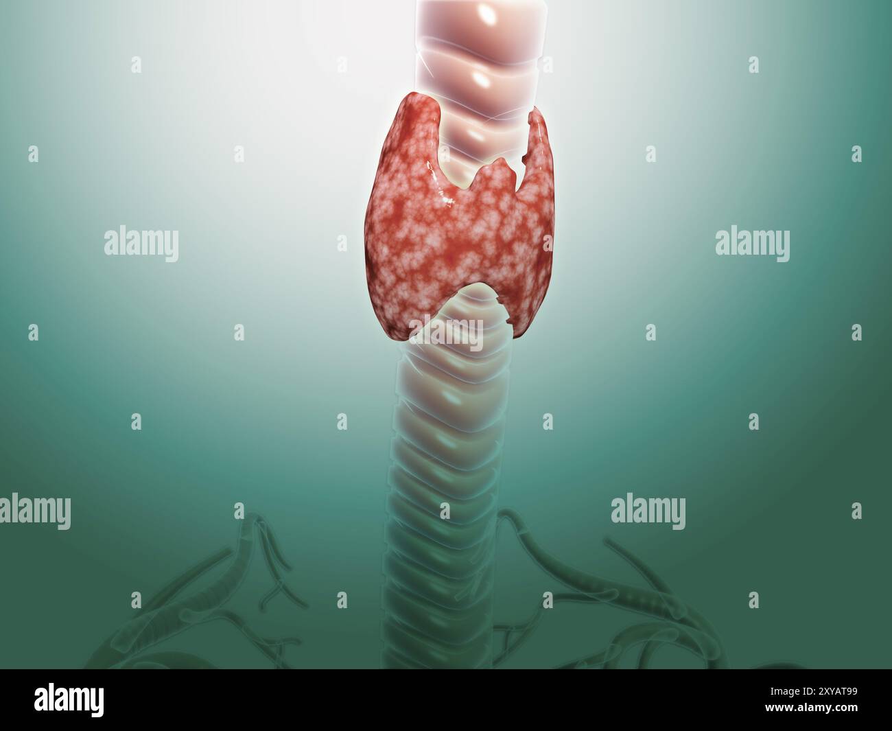 Thyroid cartilage hi-res stock photography and images - Alamy