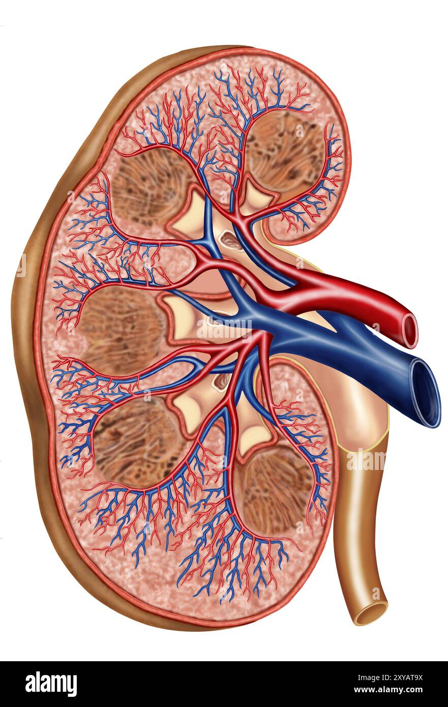 Cross section of internal anatomy of kidney Stock Photo - Alamy