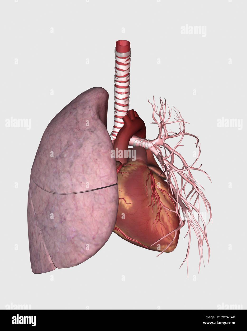 Heart And Lungs Diagram 1,600+ Lungs Heart Diagram Stock
