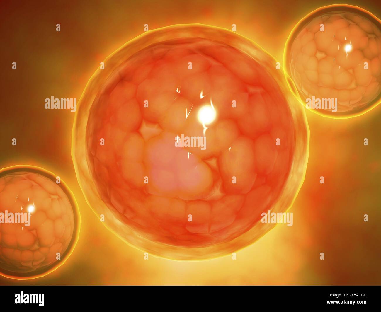 Microscopic view of a blastula during pregnancy. After the cleavage has ...