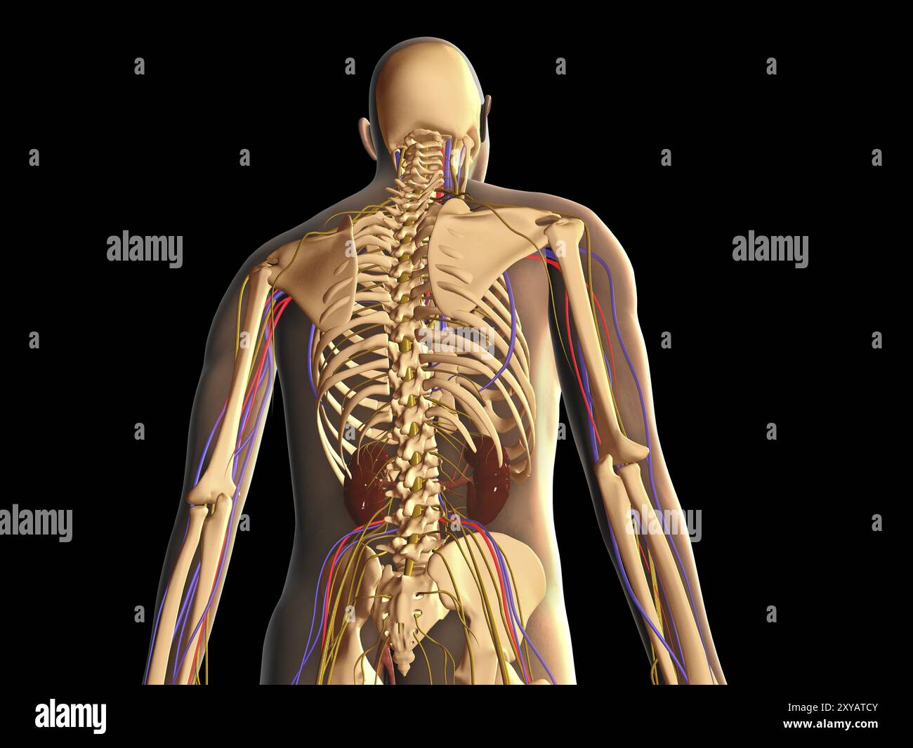 Rear view anatomy back transparent hi-res stock photography and images ...