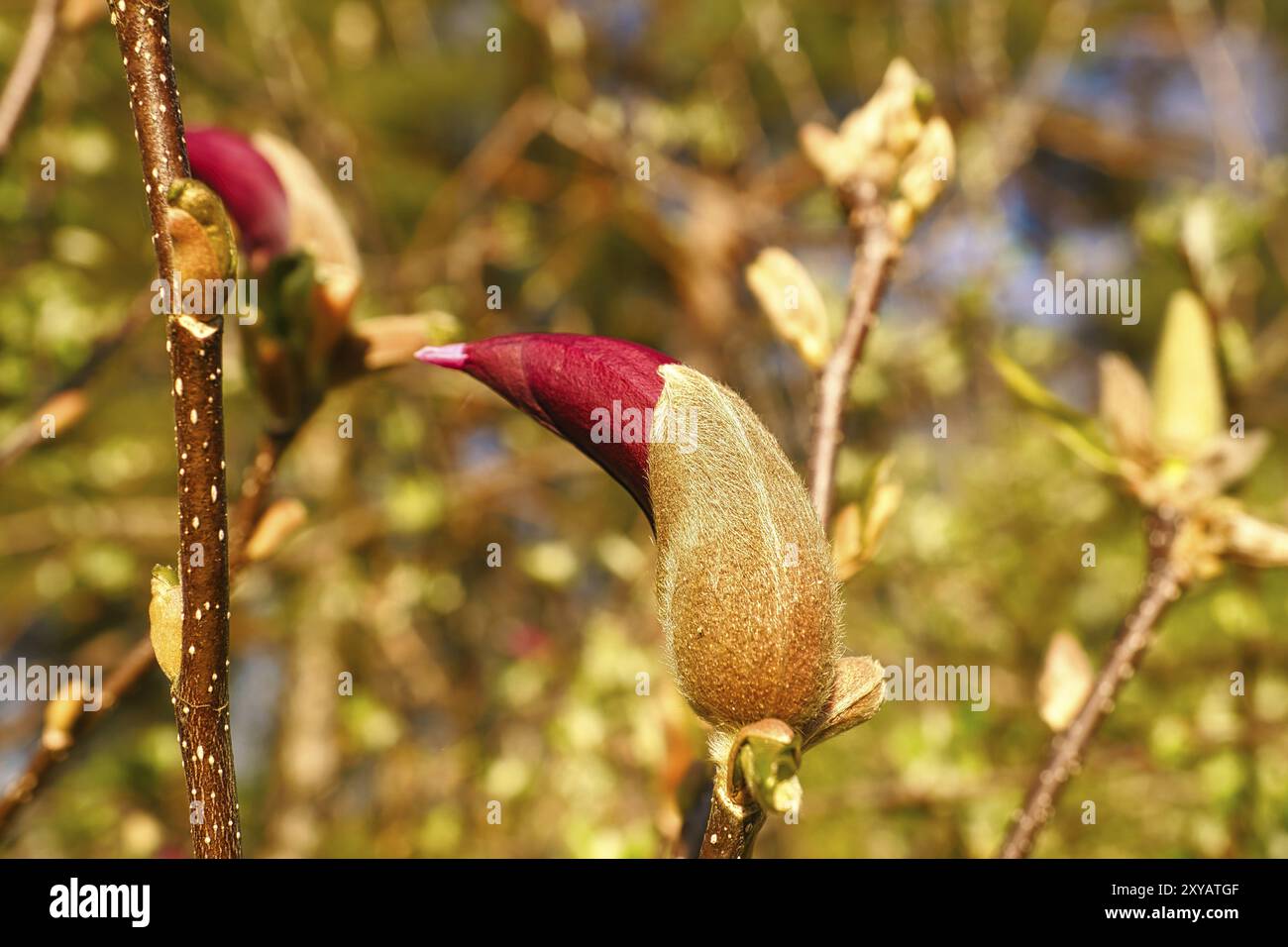 Magnolia trees are a true splendor in the flowering season. An eye ...