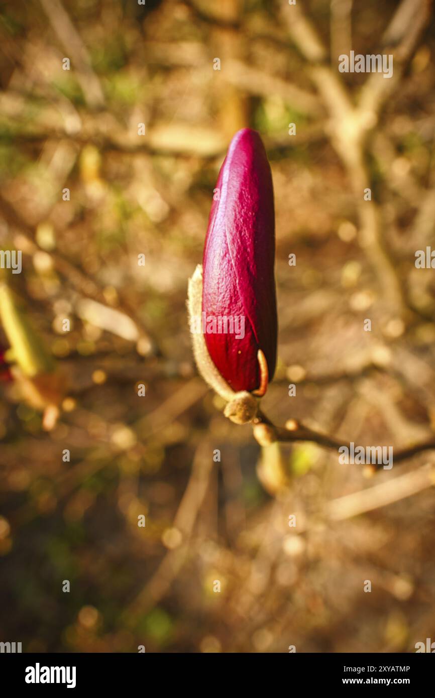 Magnolia trees are a true splendor in the flowering season. An eye ...
