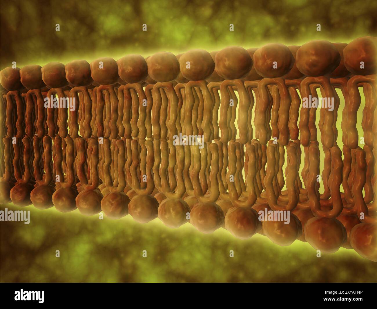Microscopic view of phospholipids. Phospholipids are a major component of all cell membranes as ...