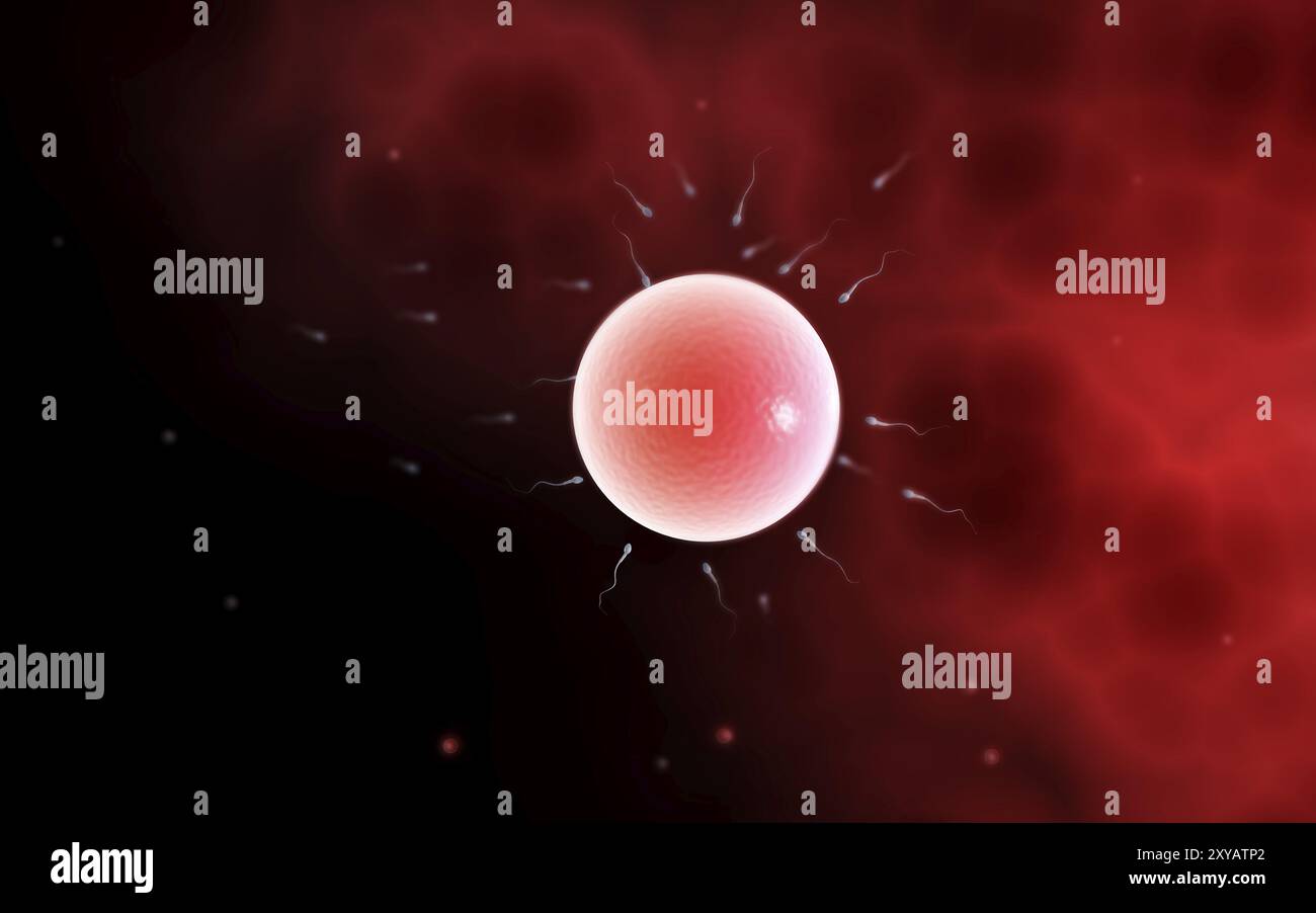 Fertilizations hi-res stock photography and images - Alamy