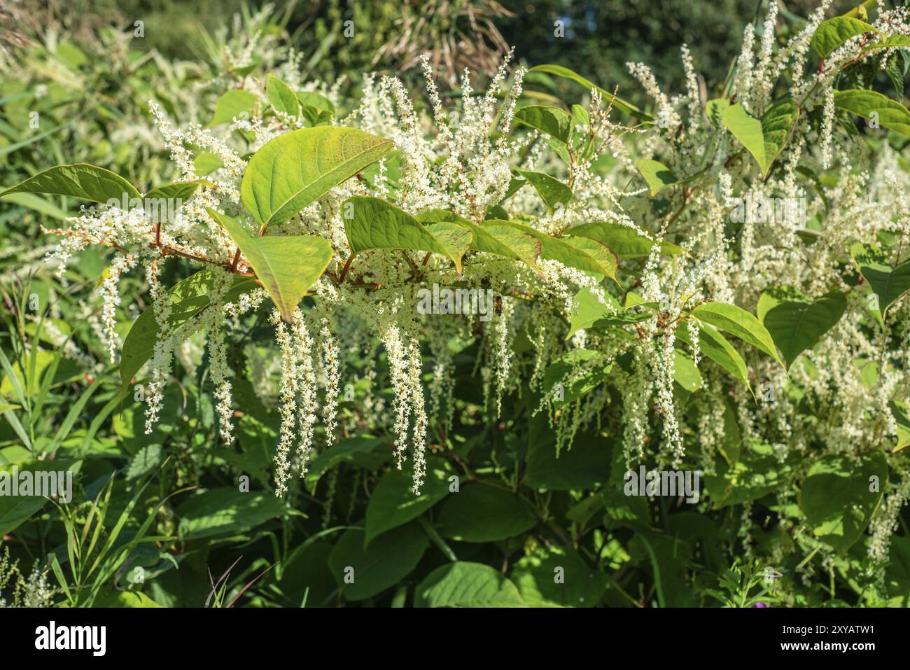 Flowering Japanese Knotweed (Fallopia Japonica), an invasive piece in a ...