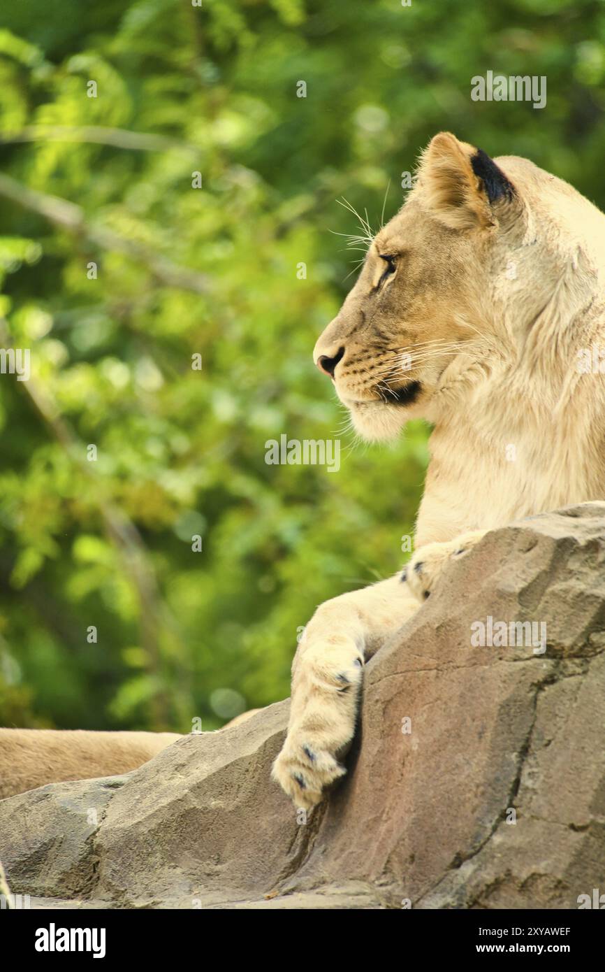 Lioness lying on a rock. Relaxed predator looking into the distance ...