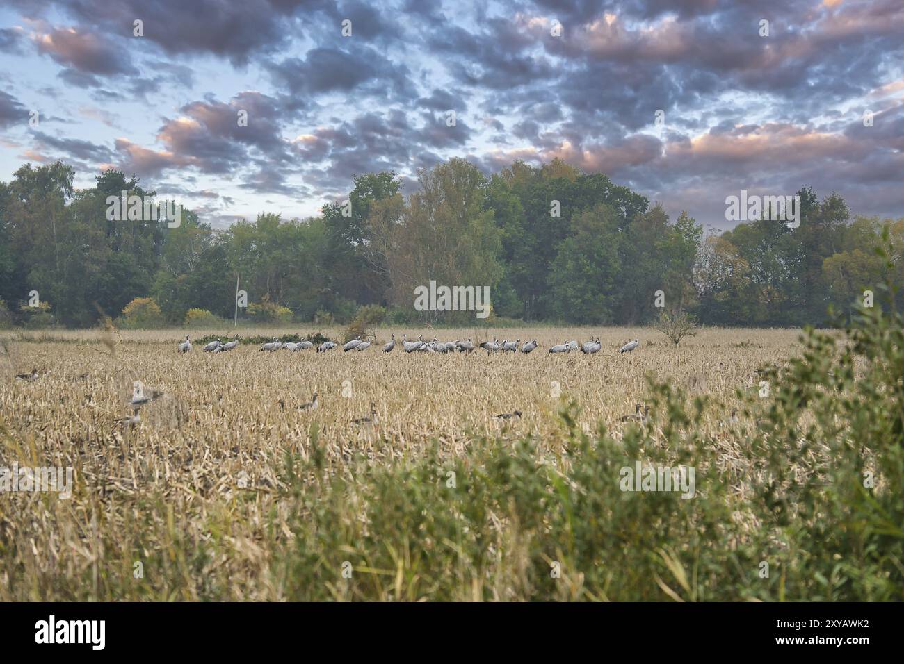 Cranes at a resting place on a harvested corn field in front of a ...
