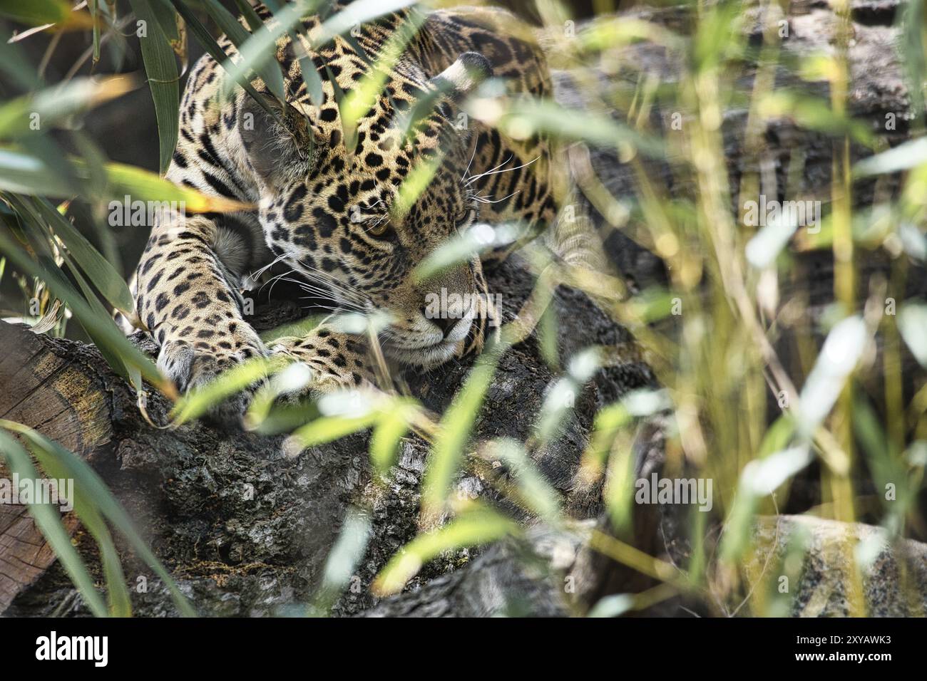 Jaguar stalking behind hi-res stock photography and images - Alamy