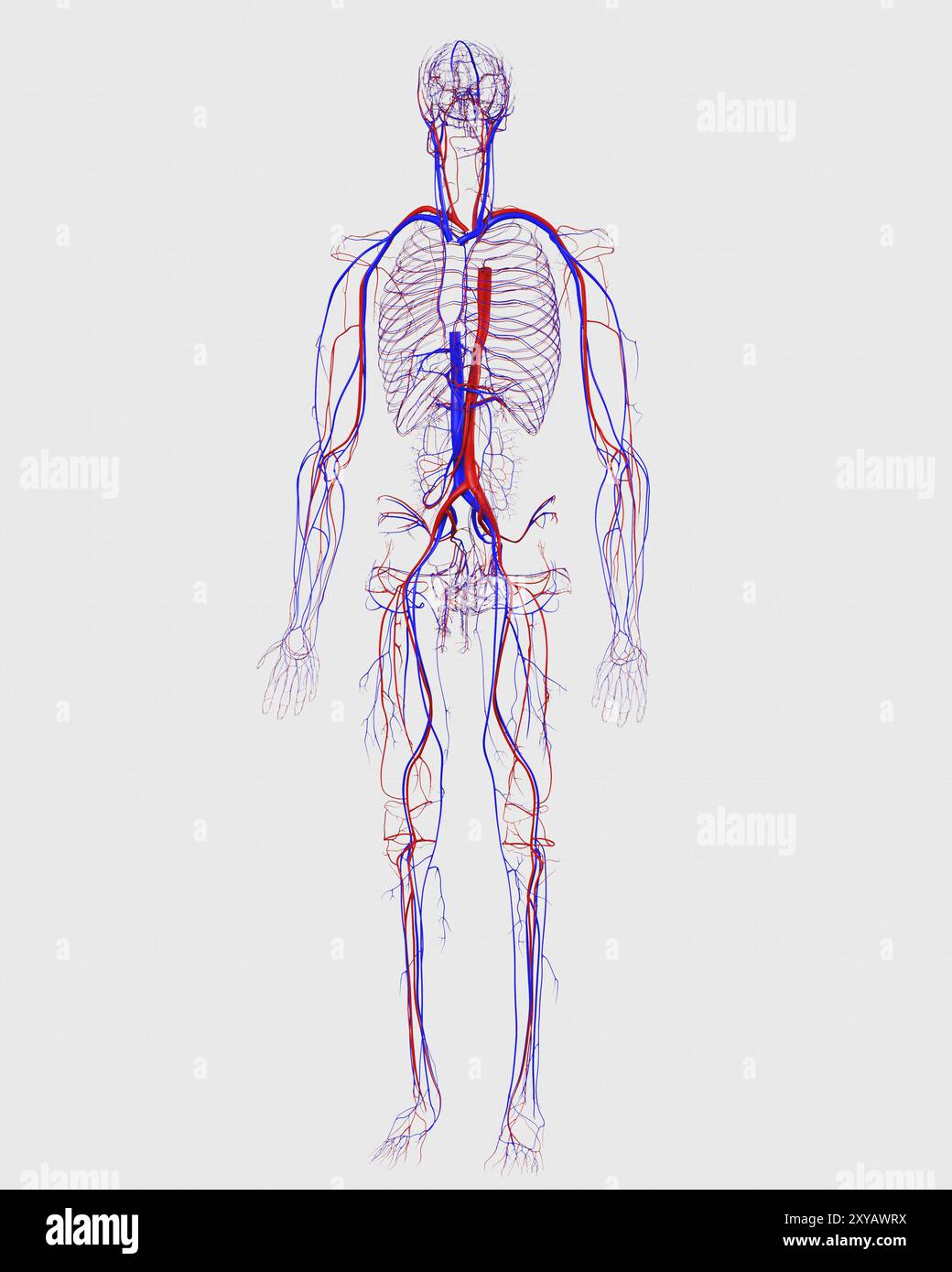 Human circulatory system Stock Photo - Alamy