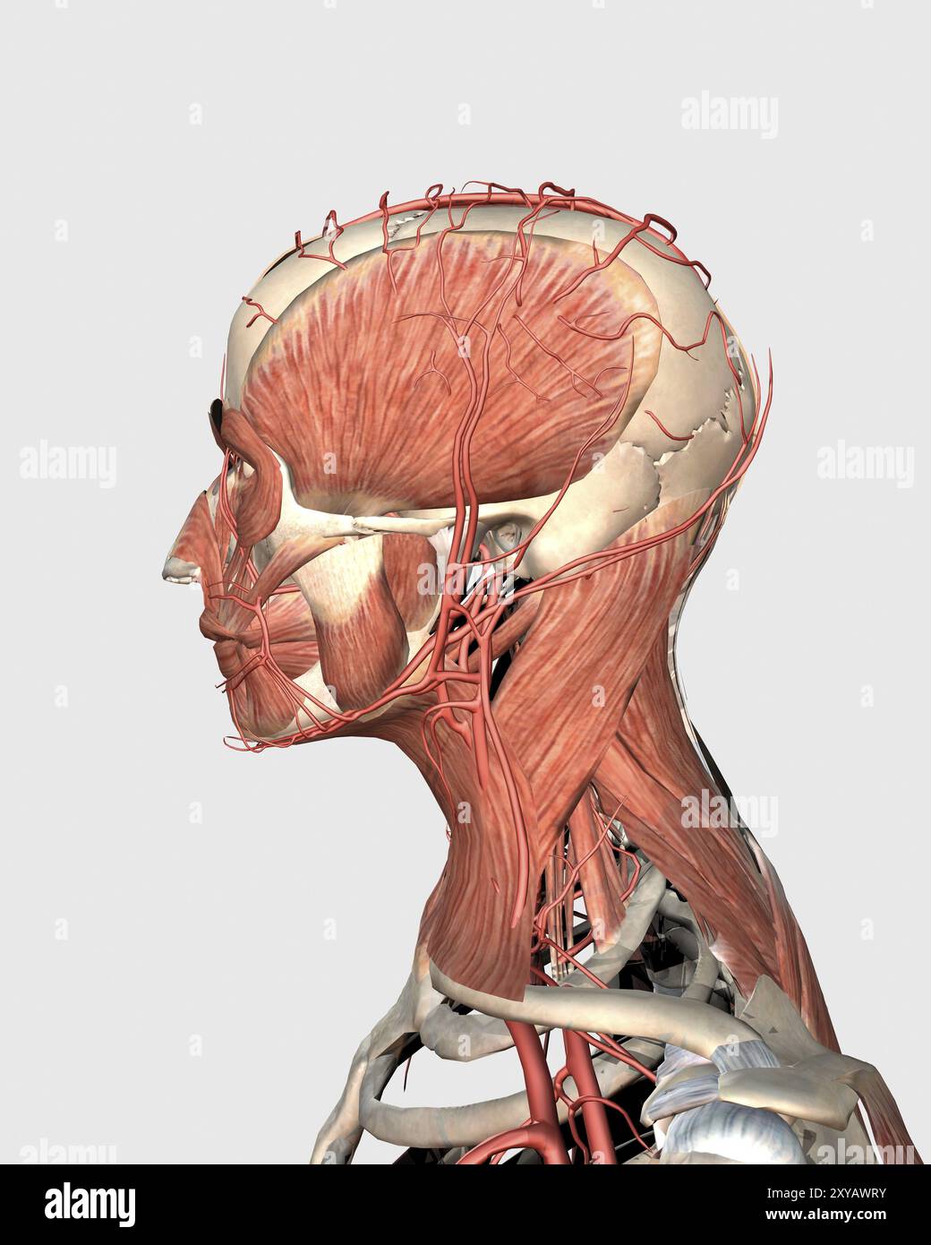 Head and neck muscles hi-res stock photography and images - Alamy