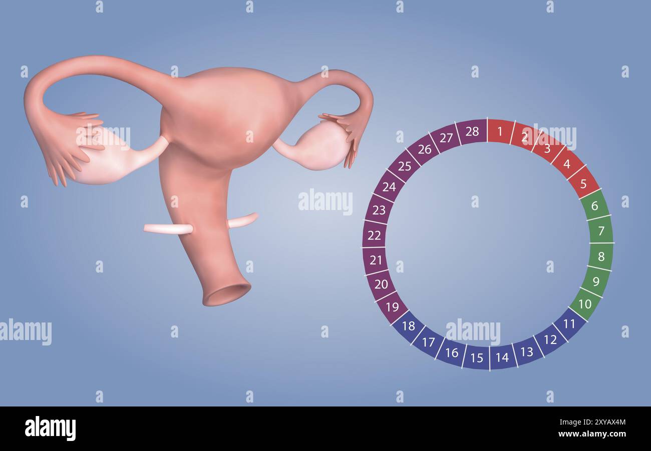 Reproductive stages hi-res stock photography and images - Alamy