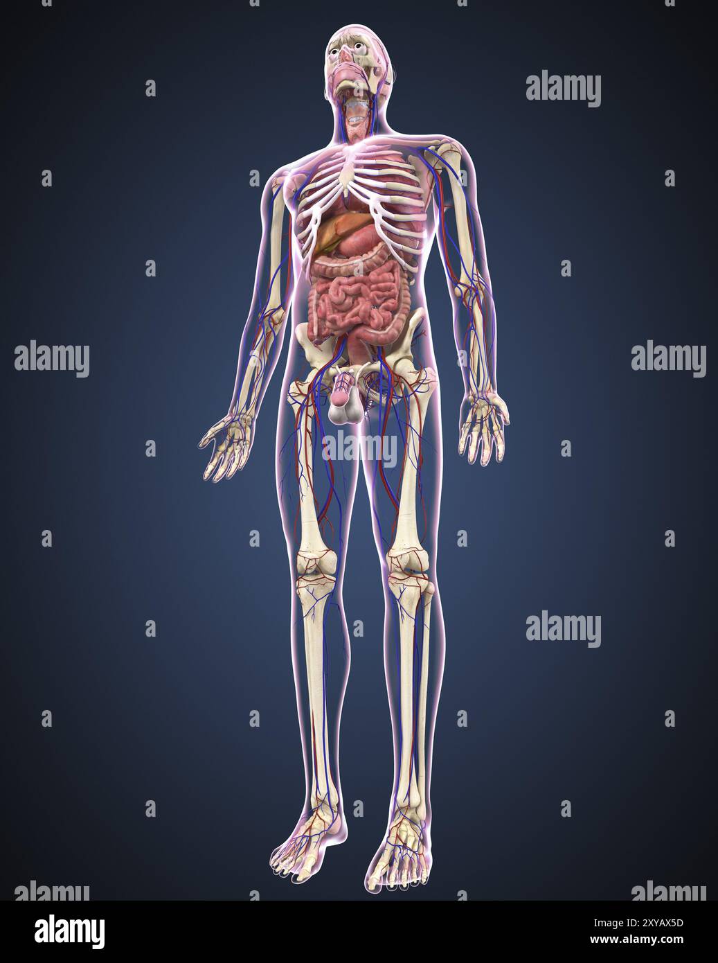 Whole Human Body Anatomy Full Length View Of Male Human Body With