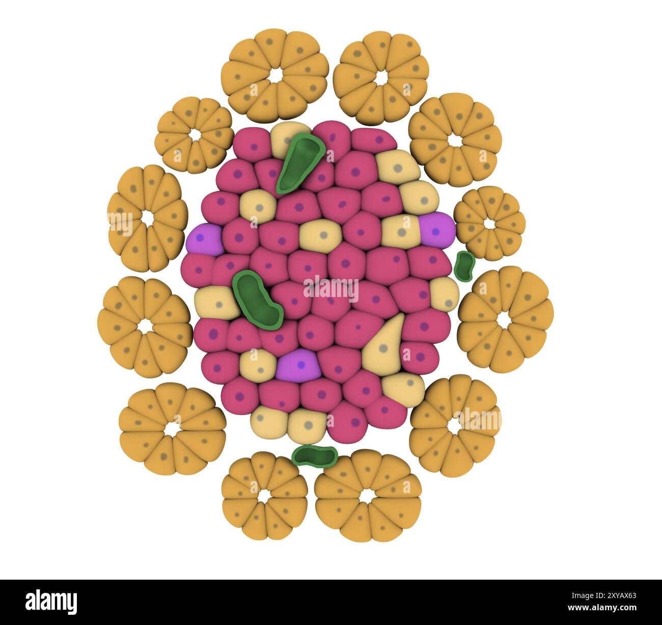 Pancreatic glands Cut Out Stock Images & Pictures - Alamy