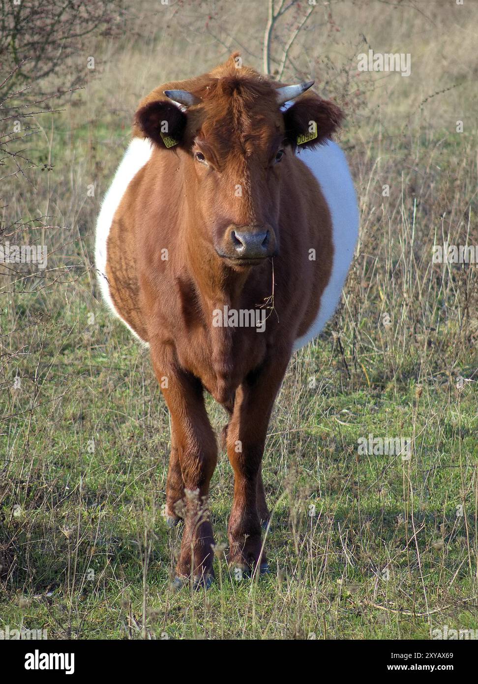 Lakenvelder cattle, used for grazing in a nature reserve Dutch belted ...