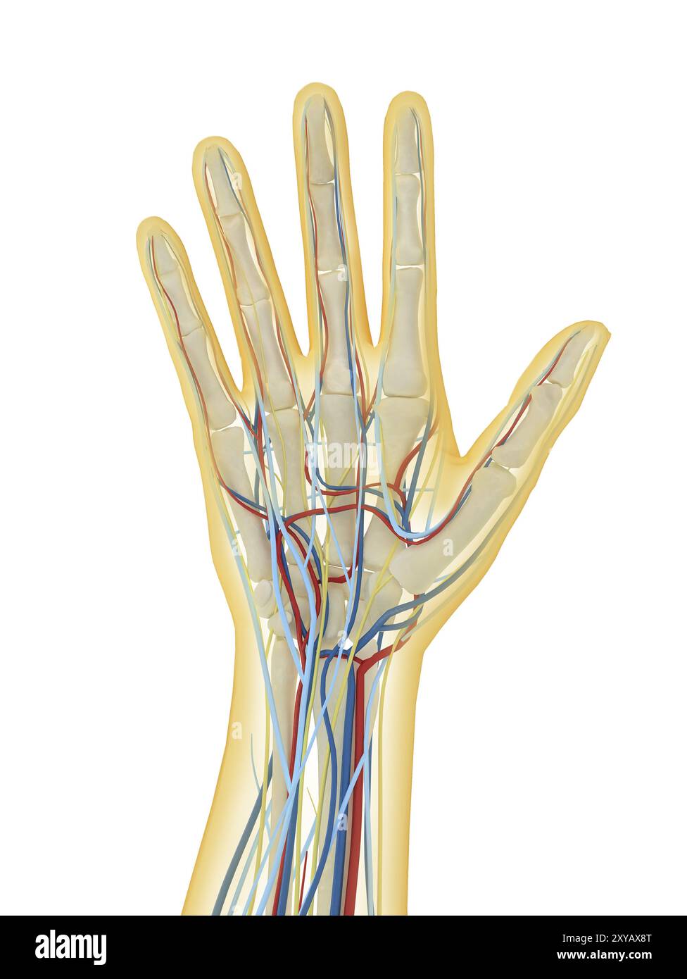 Human hand with nervous system, lymphatic system and circulatory system ...