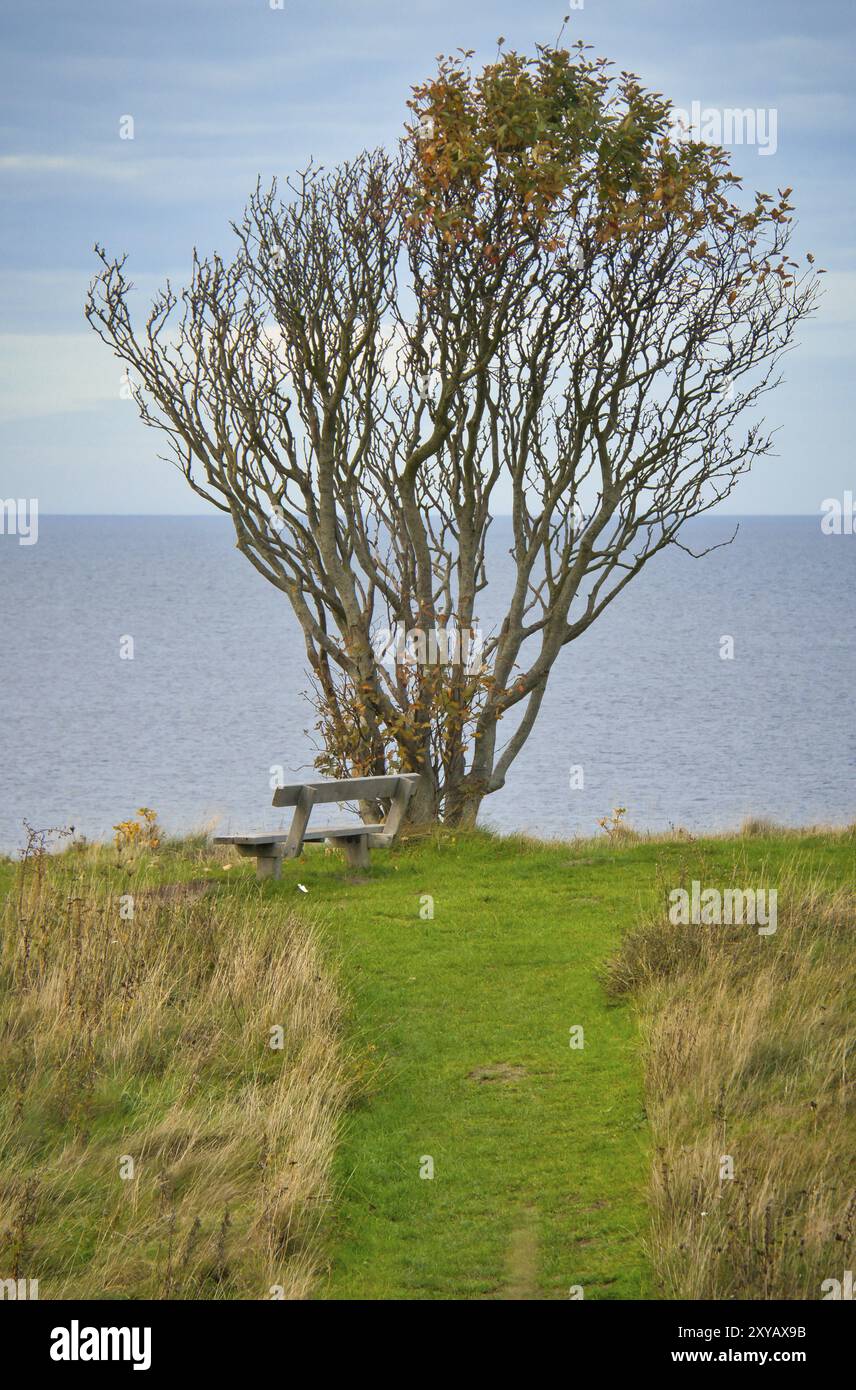 Tree bent by wind, with bench on cliff by sea. View in Denmark on the ...