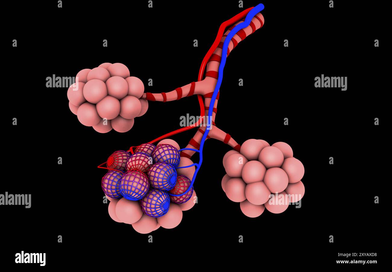 Alveoli and blood vessels hi-res stock photography and images - Alamy