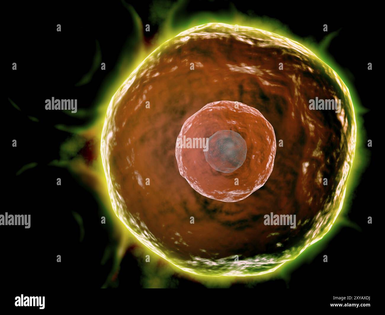Microscopic view of human B-cells which play a large role in the immune ...