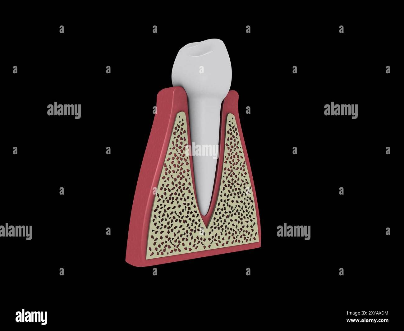 Human tooth hi-res stock photography and images - Alamy
