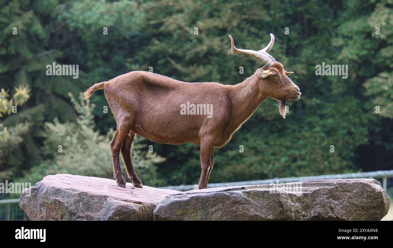 Goat buck on a stone, with horn posing. Animal shot with nature in ...