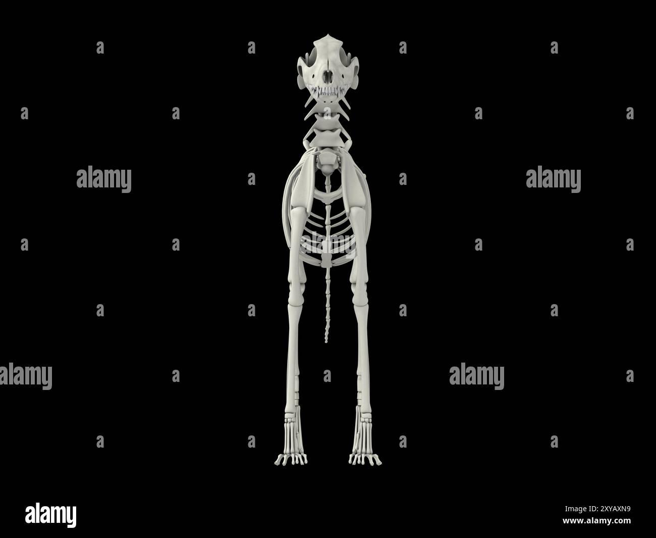 Skeletal system front view hi-res stock photography and images - Alamy