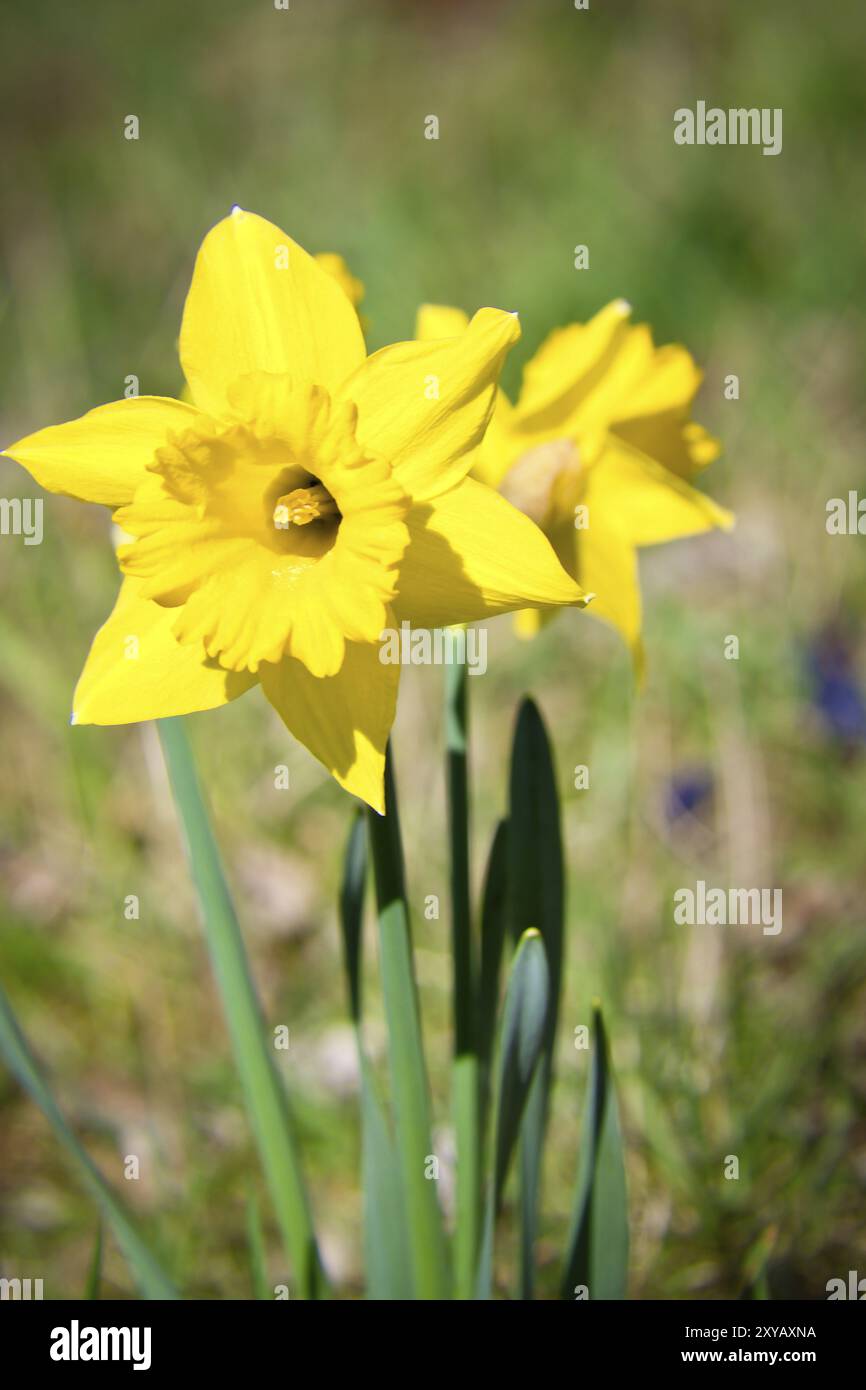 Daffodils at Easter time on a meadow. Yellow flowers shine against the ...