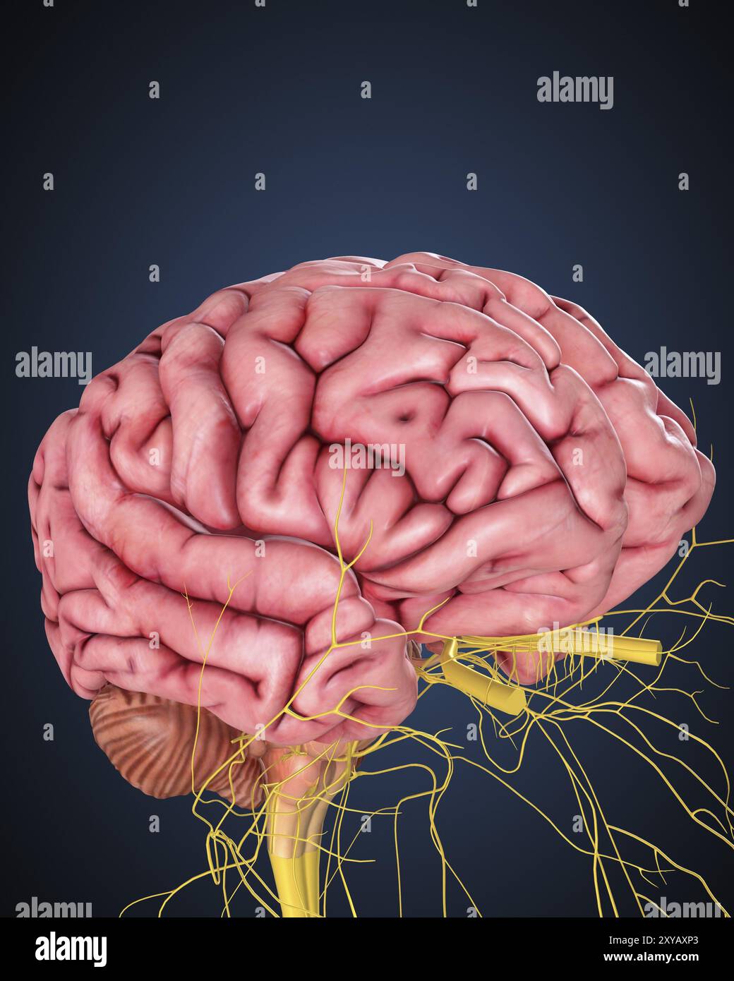 Network of nerves hi-res stock photography and images - Alamy