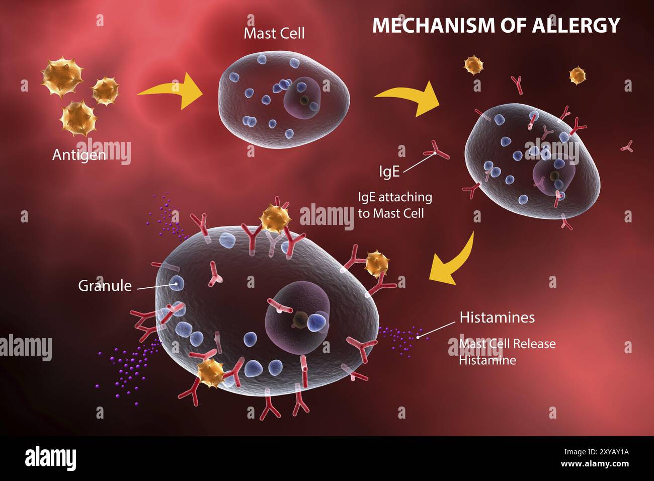 Histamine molecule hi-res stock photography and images - Alamy