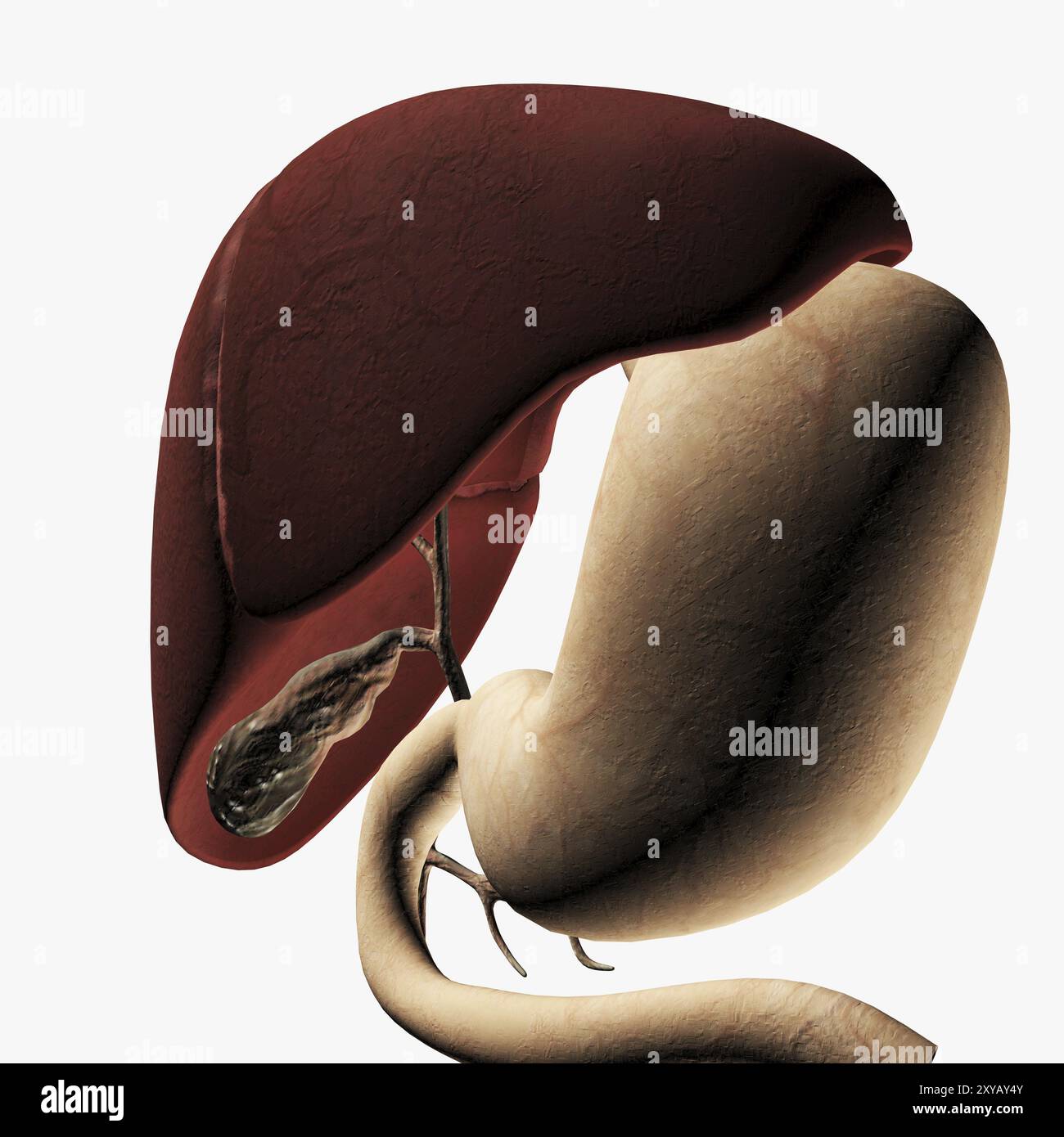 3d art illustration anatomy view hi-res stock photography and images ...