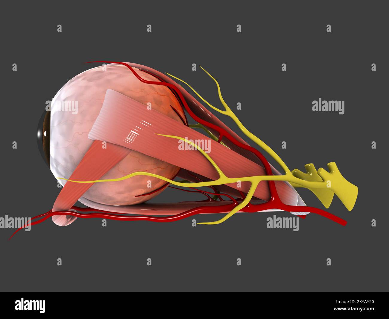Human eyeball side view hi-res stock photography and images - Alamy