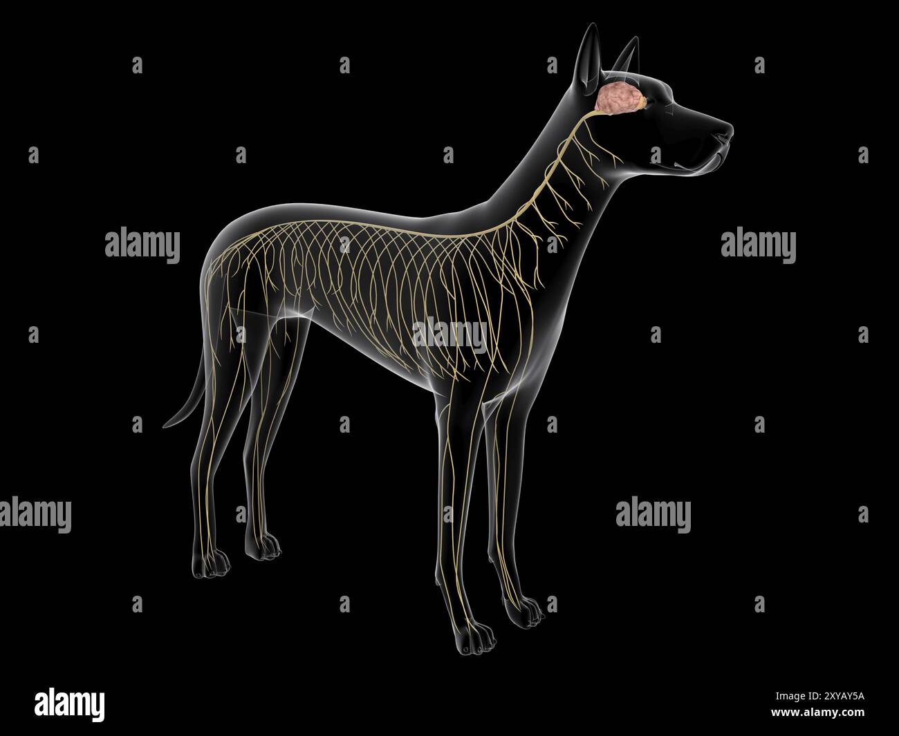 Nervous system of a dog, x-ray view Stock Photo - Alamy